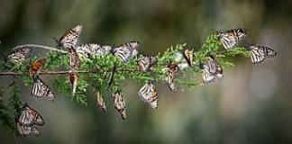Chasing monarch butterflies - RV Travel