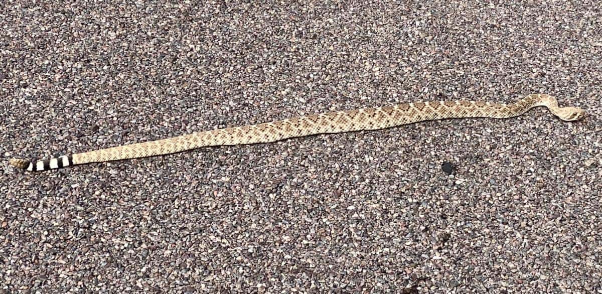 Caution! Snakes, scorpions and spiders lurk near campgrounds – beware ...