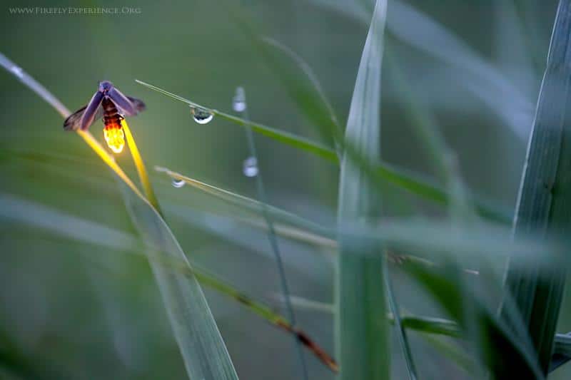 Synchronous fireflies put on magical RV Short Stops - RV Travel
