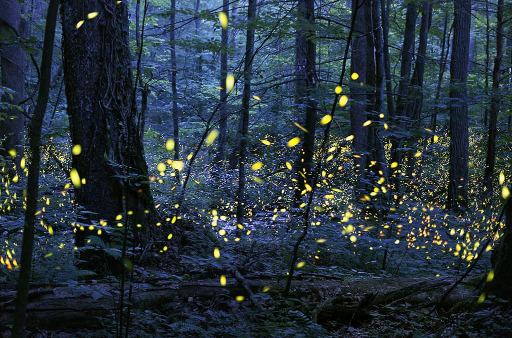 Synchronous fireflies put on magical RV Short Stops - RV Travel