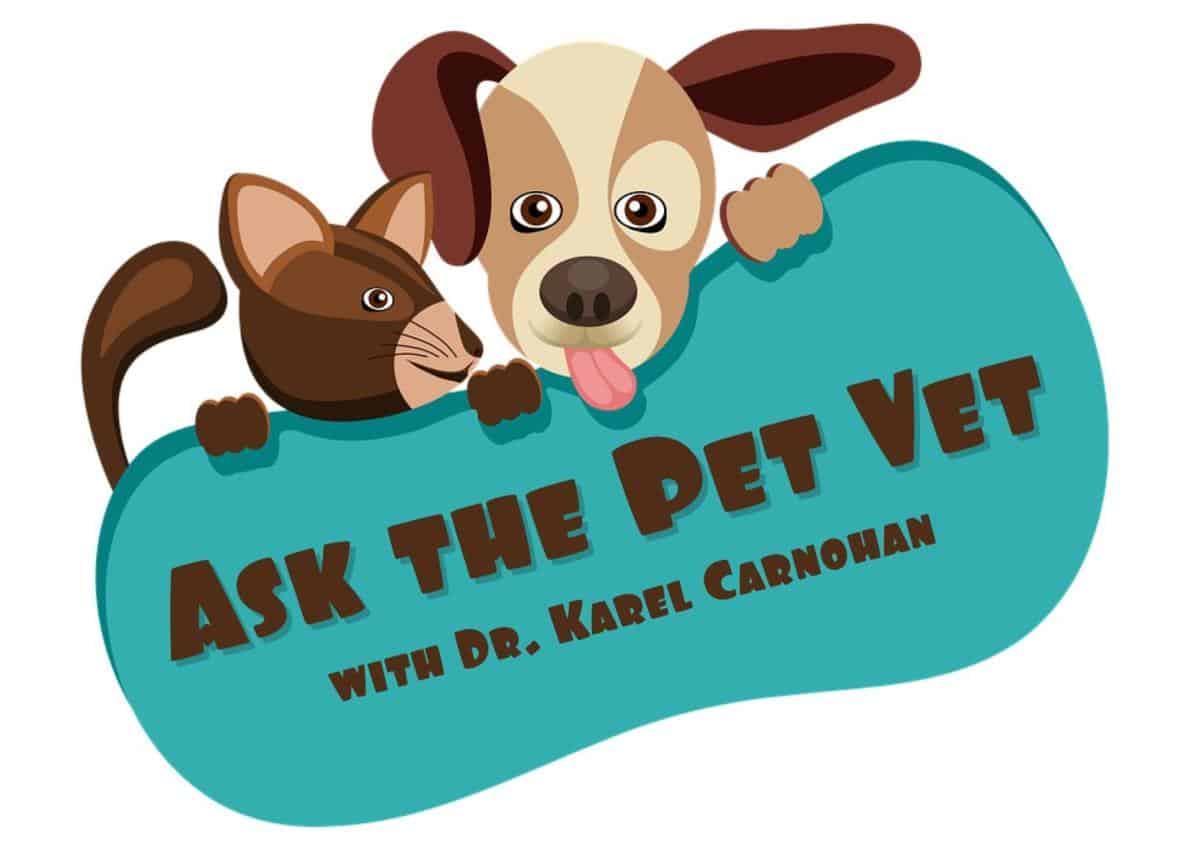 Pet First Aid Part 1 The Basic Kit You Should Carry With You At All Pet First Aid Part 1 The Basic Kit You Should Carry With You At All