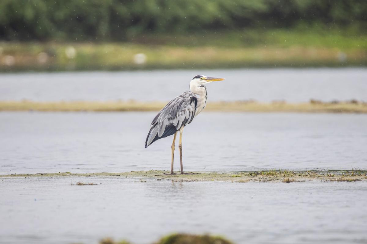 What bird is that? Follow these steps for easy bird identification - RV ...