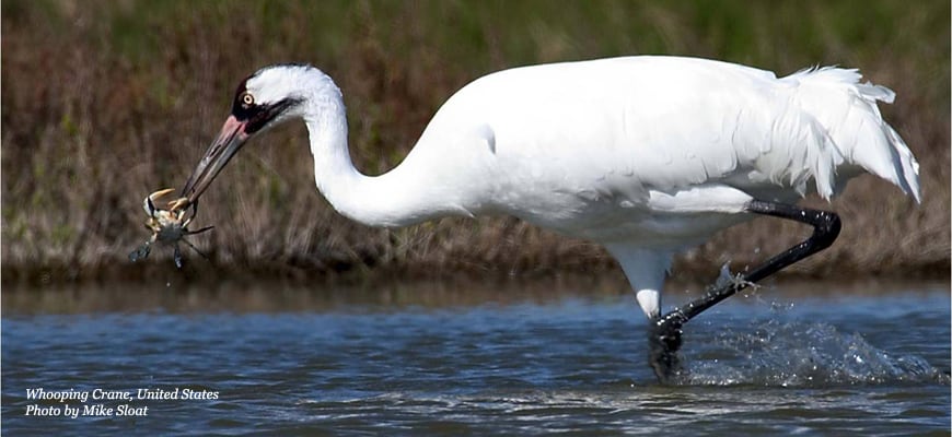 RV Short Stops: Whooping cranes, The Big Tree in Texas - RV Travel