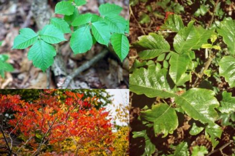 How to identify poison ivy, poison oak, and poison sumac