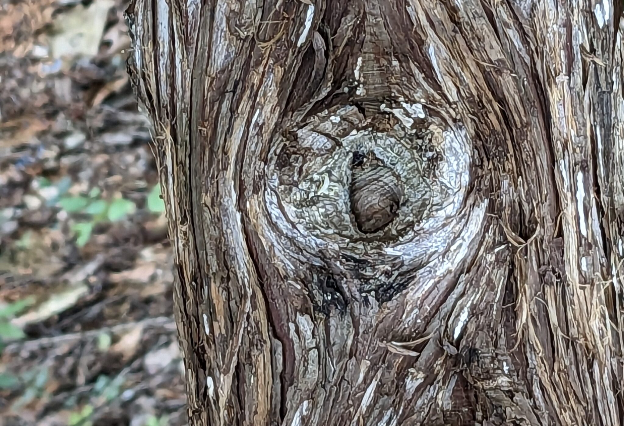 Nature's GPS: The secret to tree 'eyes' and how they can help you ...
