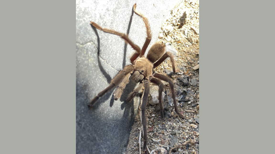 Giant spider causes Death Valley motorcycle versus RV wreck - RV Travel