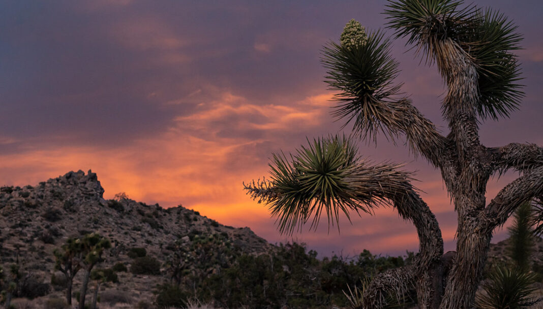 Joshua Tree park remains confirmed to be those of Trammell Evans - RV ...