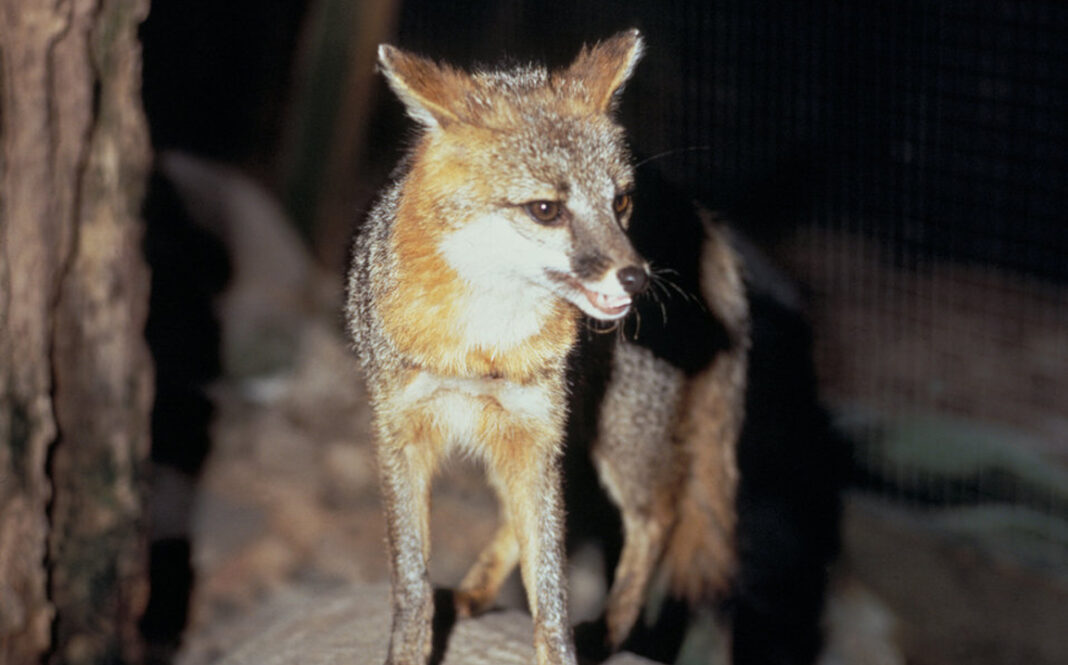 Weird animal behavior, deaths at Arizona national park - RV Travel