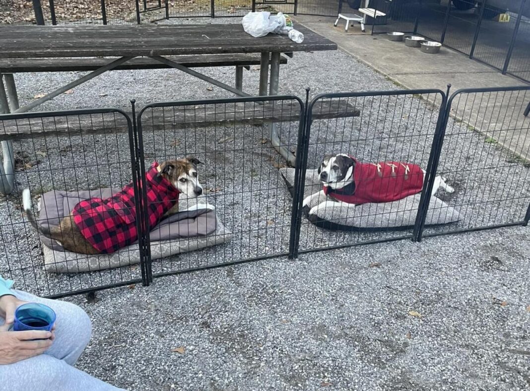 RVers' unique ways to solve the campground dog fencing problem - RV Travel
