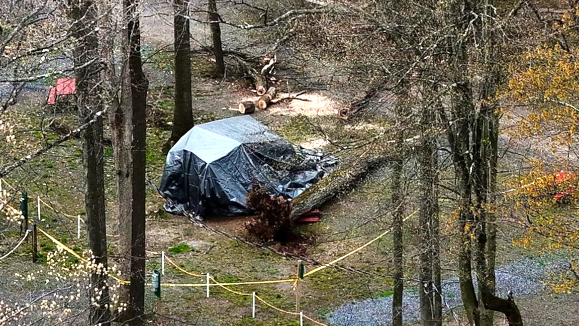 Woman killed when a huge tree crushes an RV - RV Travel
