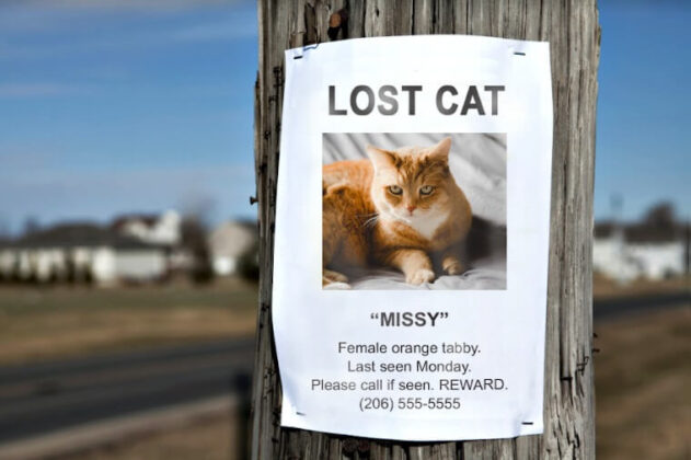 Nationwide scam targets owners of missing pets - RV Travel