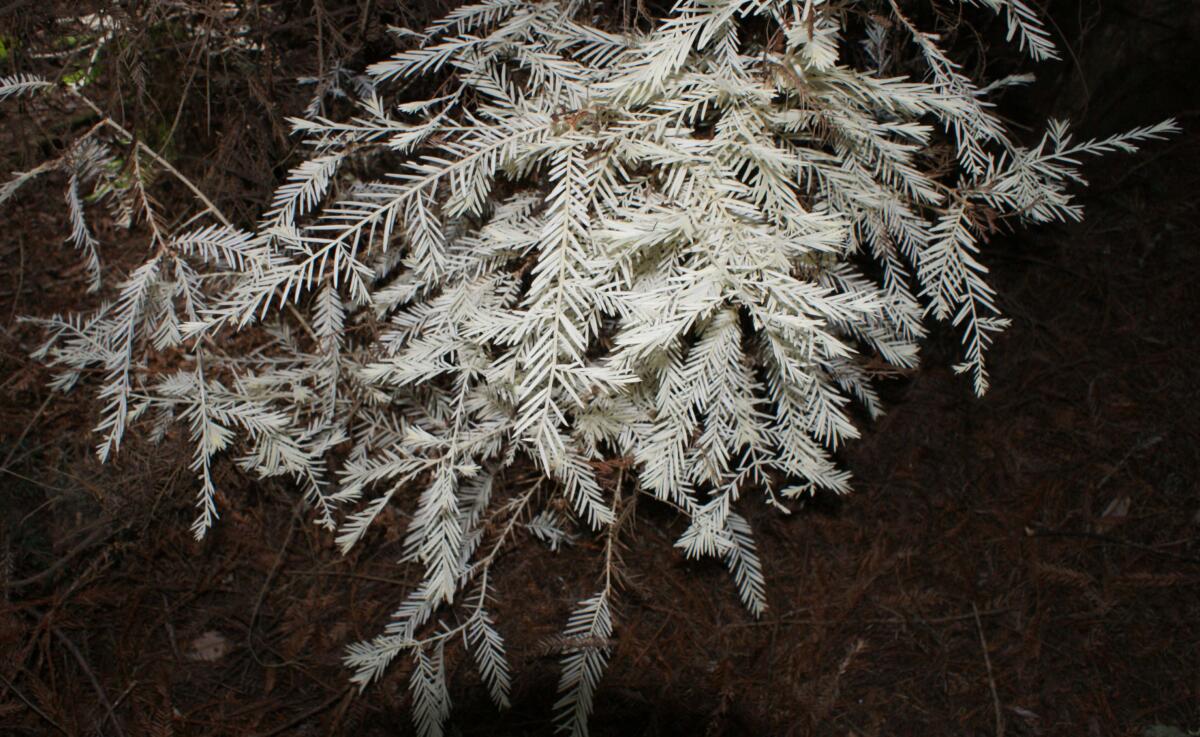 Visiting Northern California’s fascinating albino redwoods