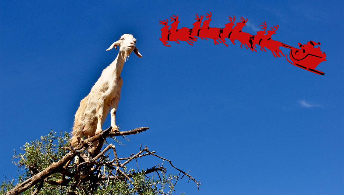 An after-Christmas gift: Give a goat your tree - RV Travel