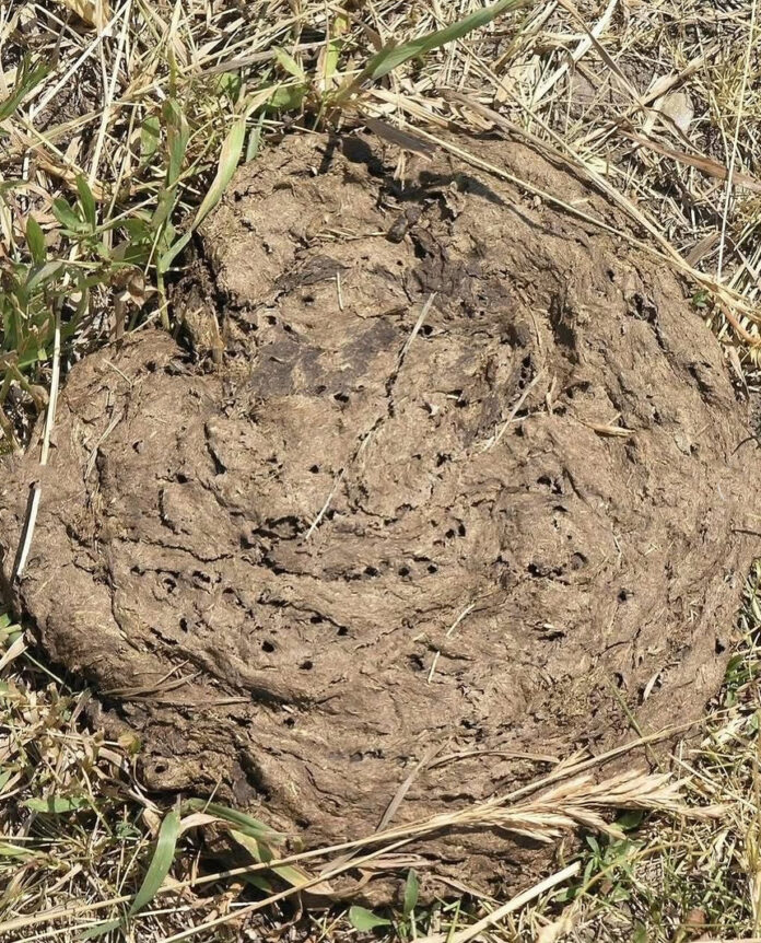 Park Service gets real with photo guide to wildlife poop