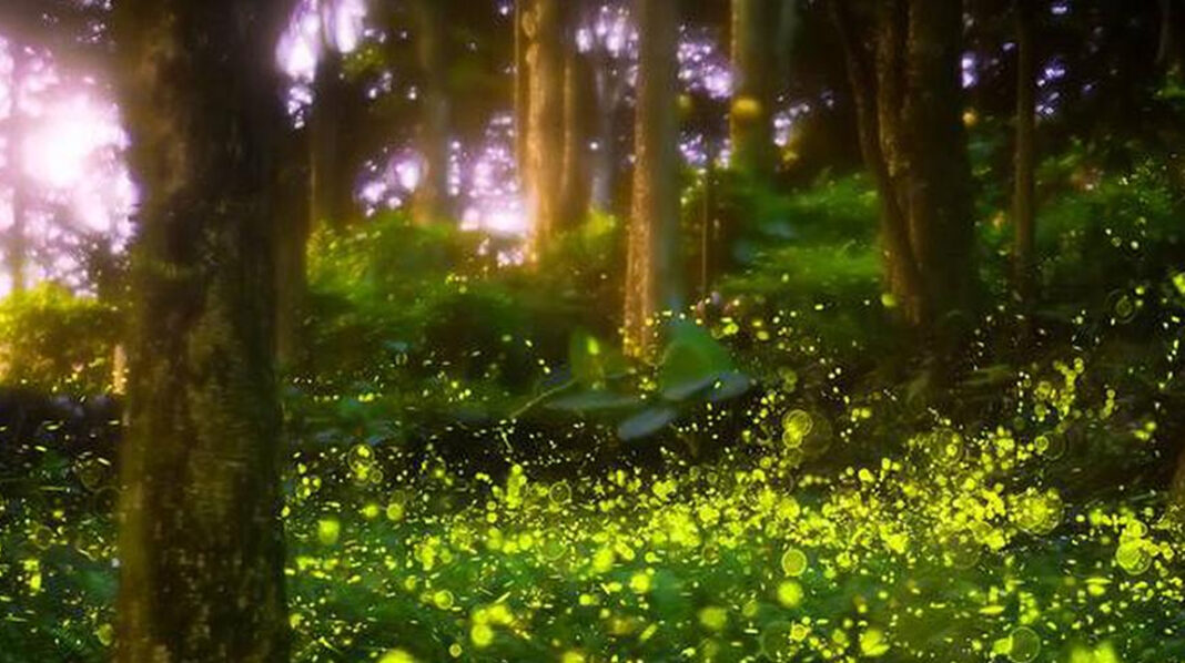 Great Smoky Mountains' synchronous fireflies flash in harmony during ...