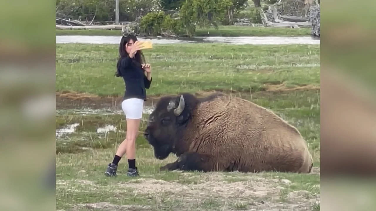 Florida man gored by bison at Yellowstone National Park