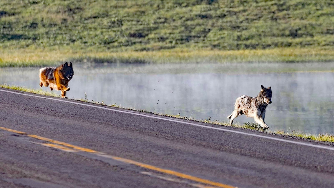 German Shepherd jumps from car window, chases wolf in Yellowstone