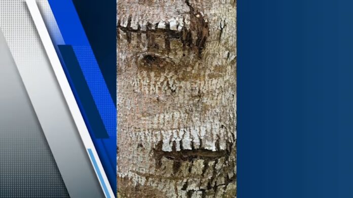 The 'World's Deadliest Trees' are native to the U.S. Beware, they can ...
