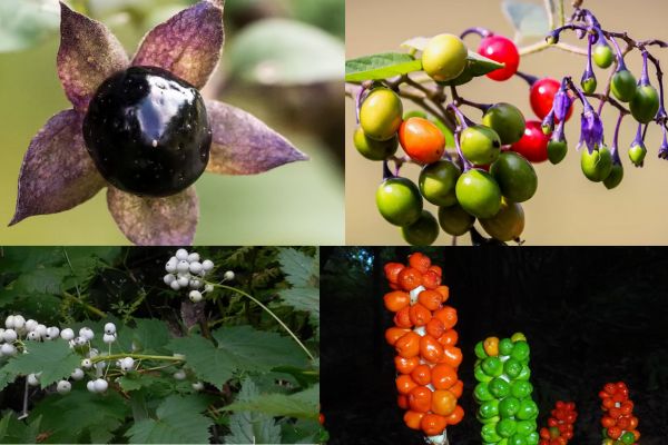 Do not eat these poisonous berries