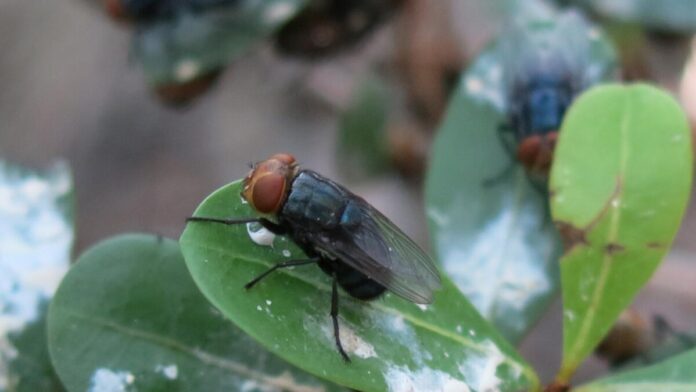 What is New World Screwworm (NWS) and what can I do to protect my pet?